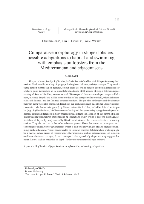 (PDF) Comparative morphology in slipper lobsters: possible adaptations ...