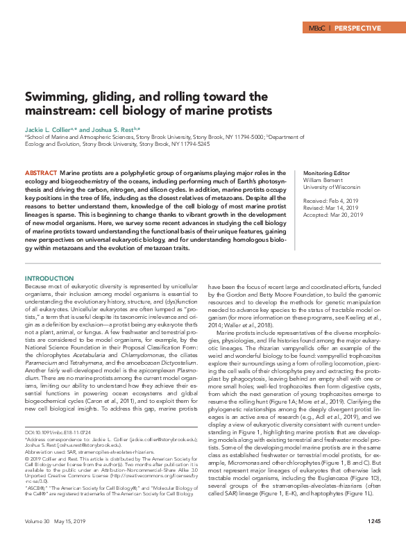(PDF) Swimming, gliding, and rolling toward the mainstream: cell ...