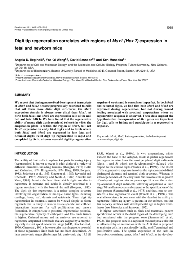 (PDF) Digit tip regeneration correlates with regions of Msx1 (Hox 7 ...