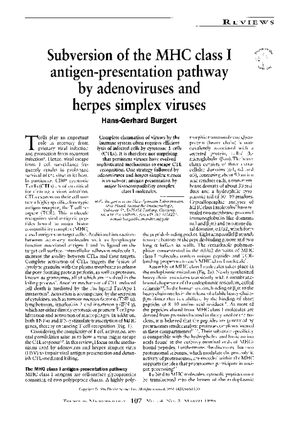 (PDF) Subversion of the MHC class I antigen-presentation pathway by adenoviruses and herpes ...