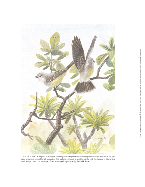 (PDF) A Cryptic New Species of Flycatcher (Tyrannidae: Suiriri) from ...