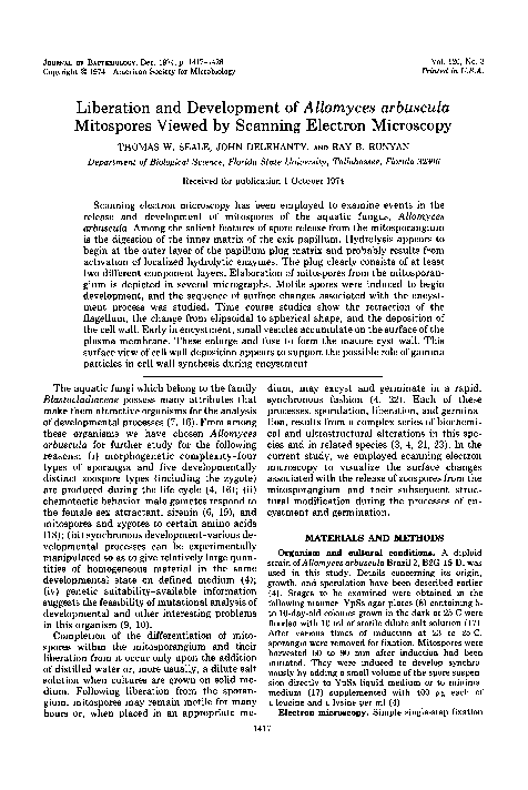 (PDF) Liberation and development of Allomyces arbuscula mitospores ...