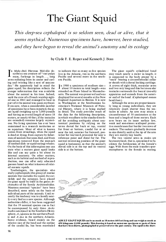 (PDF) The Giant Squid