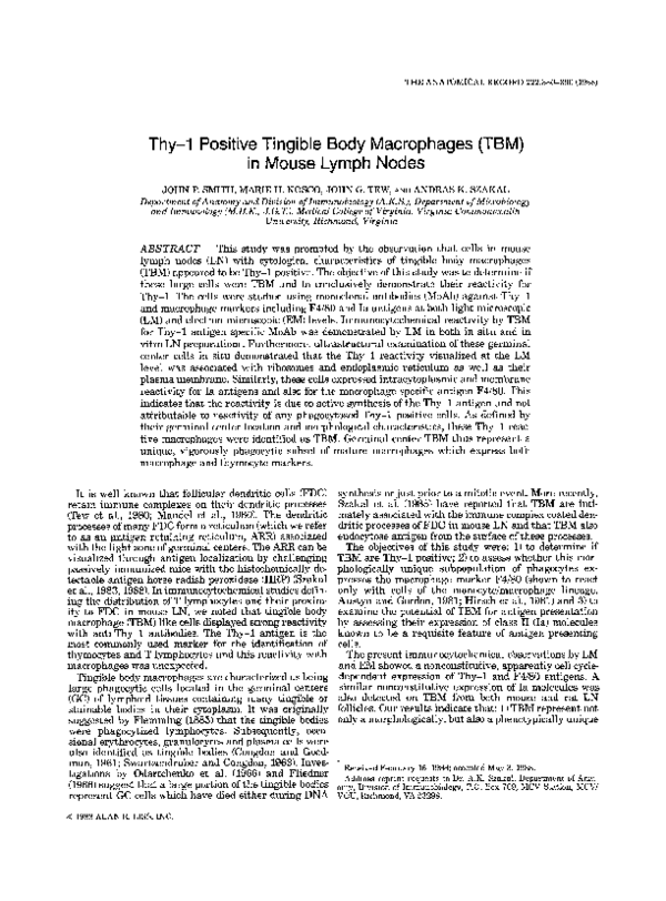 (PDF) Thy-1 positive tingible body macrophages (TBM) in mouse lymph nodes