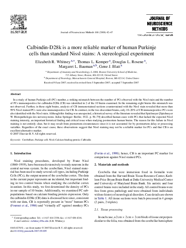 (PDF) Calbindin-D28k is a more reliable marker of human Purkinje cells ...