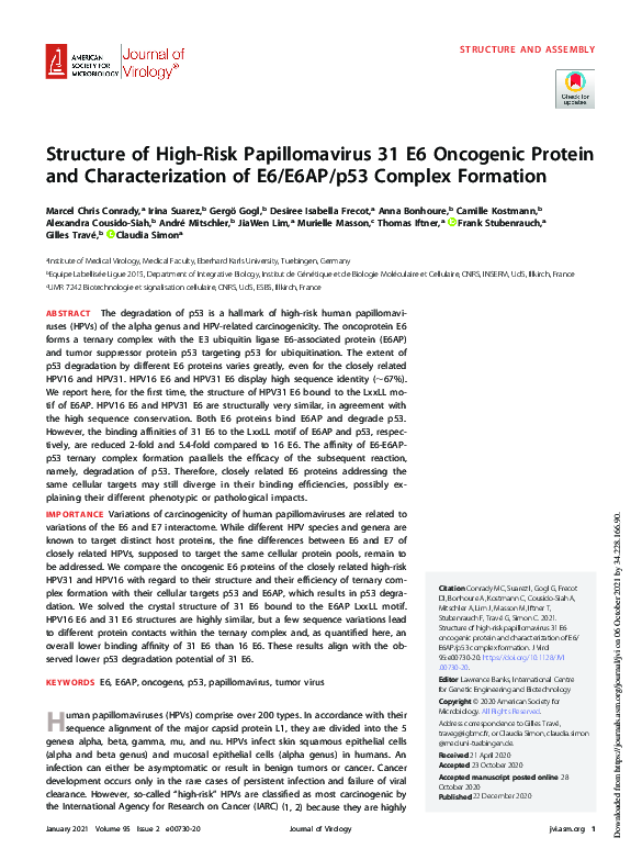 (PDF) Structure of High-Risk Papillomavirus 31 E6 Oncogenic Protein and ...