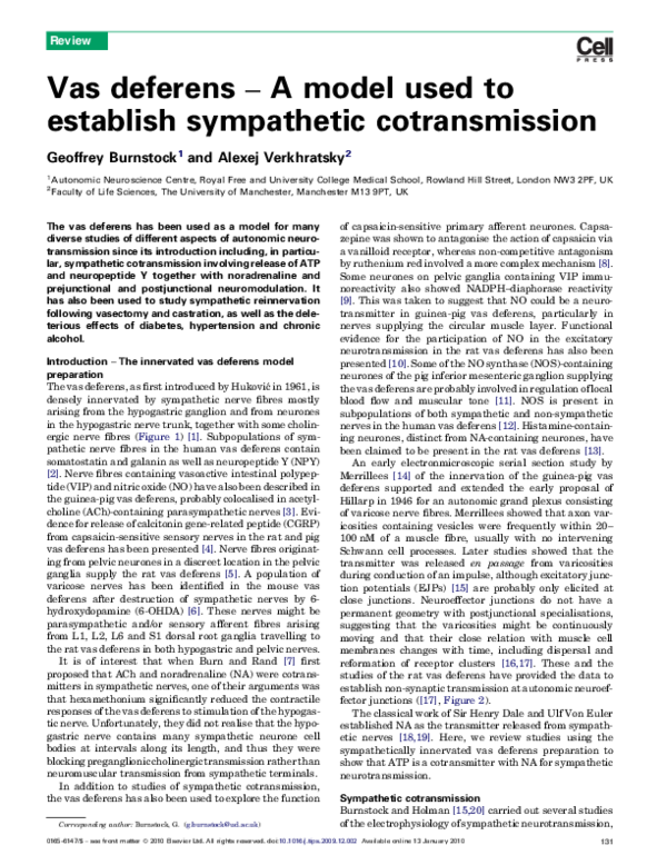(PDF) Vas deferens – A model used to establish sympathetic ...