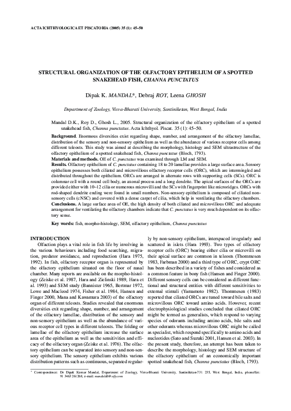 (PDF) Structural organization of the olfactory epithelium of a spotted ...
