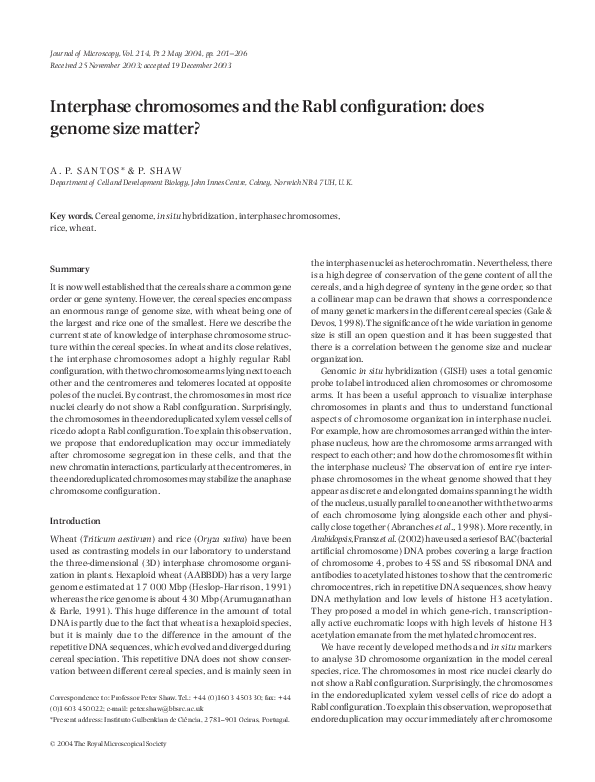 (PDF) Interphase chromosomes and the Rabl configuration: does genome ...