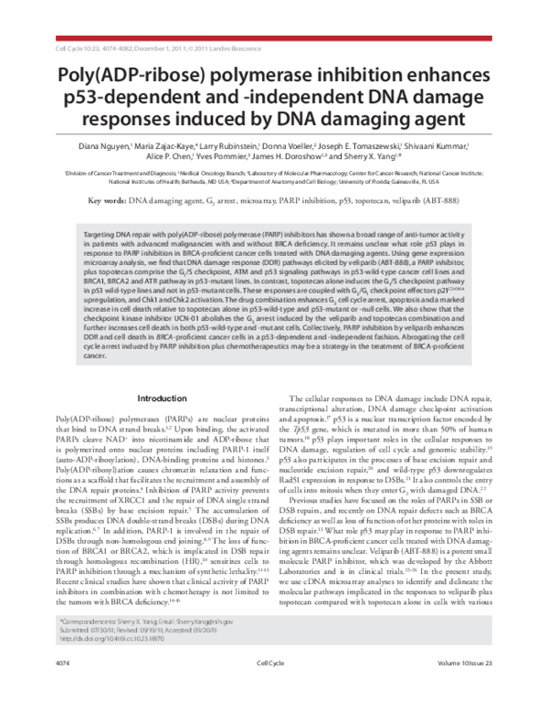 (PDF) Poly(ADP-ribose) polymerase inhibition enhances p53-dependent and ...
