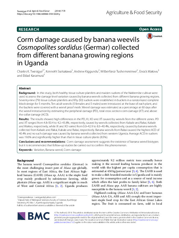 (PDF) Corm damage caused by banana weevils Cosmopolites sordidus ...