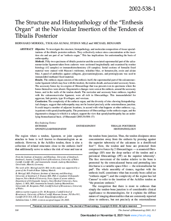 (PDF) The structure and histopathology of the "enthesis organ" at the ...