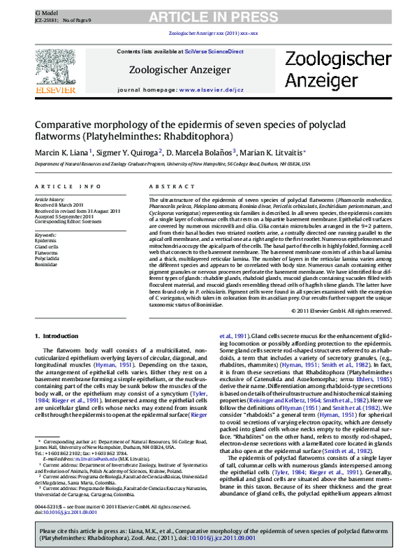 (PDF) Comparative morphology of the epidermis of seven species of ...