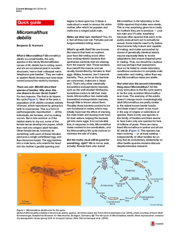 (PDF) Micromalthus debilis