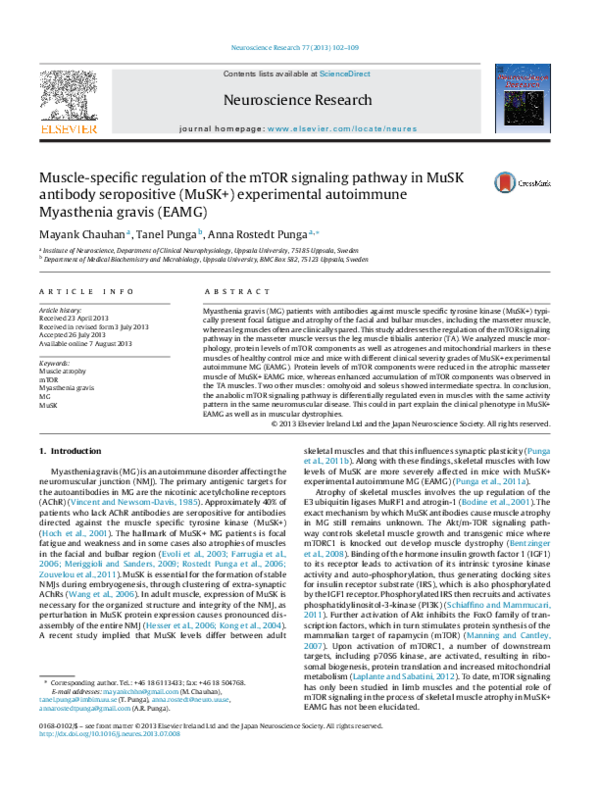 (PDF) Muscle-specific regulation of the mTOR signaling pathway in MuSK ...