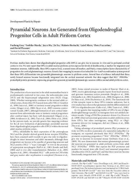 (PDF) Pyramidal neurons are generated from oligodendroglial progenitor ...