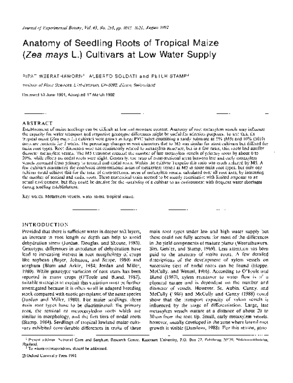(PDF) Anatomy of Seedling Roots of Tropical Maize ( Zea mays L ...