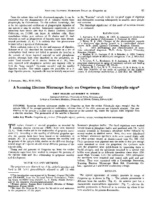 (PDF) A Scanning Electron Microscope Study on Gregarina sp. from ...