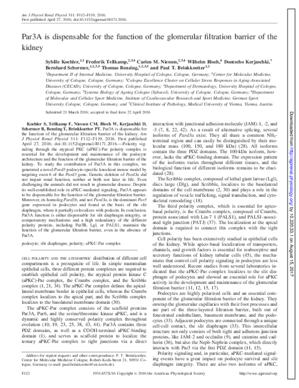 (PDF) Par3A is dispensable for the function of the glomerular ...