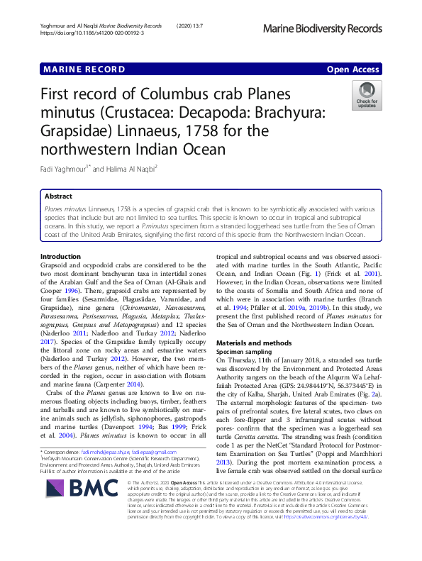 (PDF) First record of Columbus crab Planes minutus (Crustacea: Decapoda ...