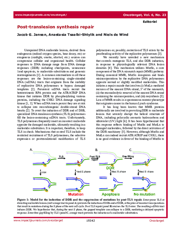 (PDF) Post-translesion synthesis repair
