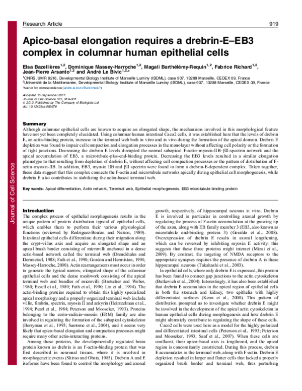 (PDF) Apico-basal elongation requires a drebrin-E-EB3 complex in ...