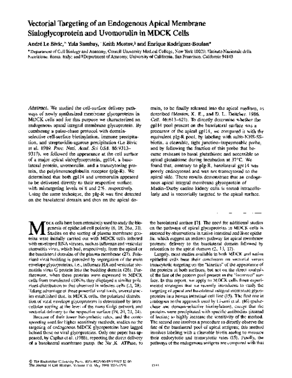 (PDF) Vectorial targeting of an endogenous apical membrane ...