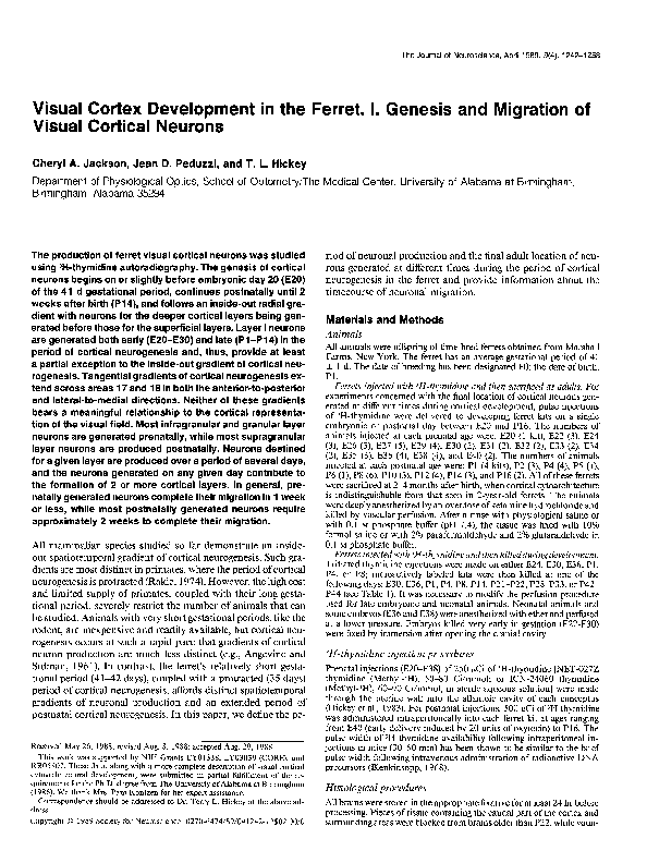 (PDF) Visual cortex development in the ferret. I. Genesis and migration ...