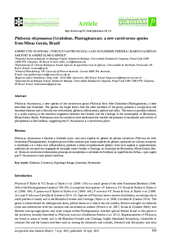 (PDF) Philcoxia rhizomatosa (Gratioleae, Plantaginaceae): a new ...