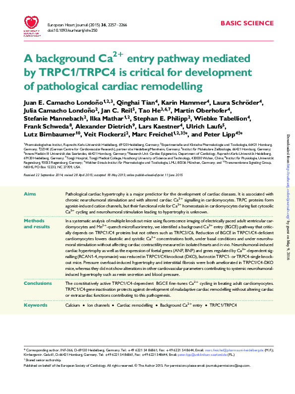 (PDF) A background Ca2+ entry pathway mediated by TRPC1/TRPC4 is ...