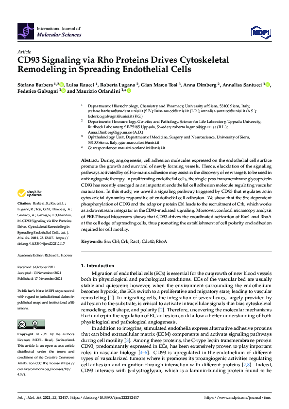 (PDF) CD93 Signaling via Rho Proteins Drives Cytoskeletal Remodeling in ...