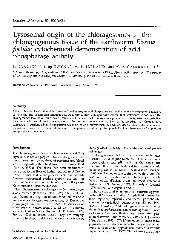 (PDF) Lysosomal origin of the chloragosomes in the chloragogenous ...