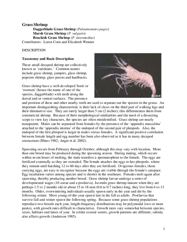 (PDF) Grass Shrimp Daggerblade Grass Shrimp (Palaemonetes pugio) Marsh ...