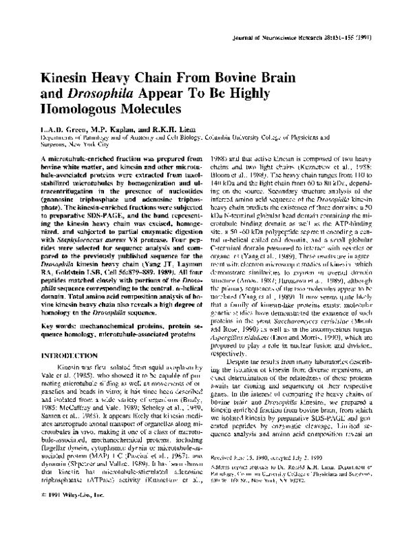 (PDF) Kinesin heavy chain from bovine brain andDrosophila appear to be ...