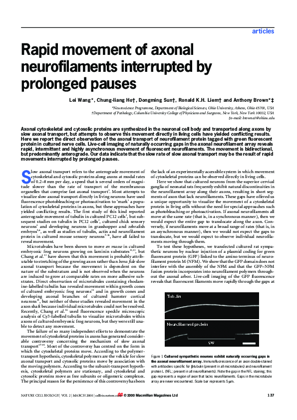 (PDF) Rapid Movement of Axonal Neurofilaments Interrupted by Prolonged ...