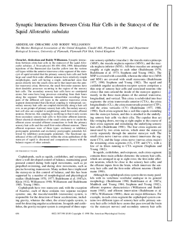 (PDF) Synaptic interactions between crista hair cells in the statocyst ...