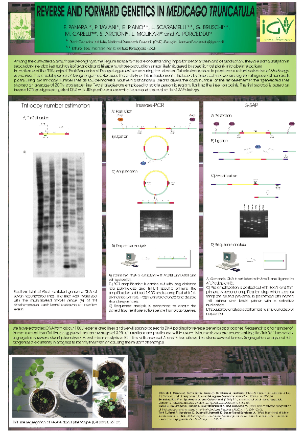 (PDF) Reverse and forward genetics in medicago truncatula