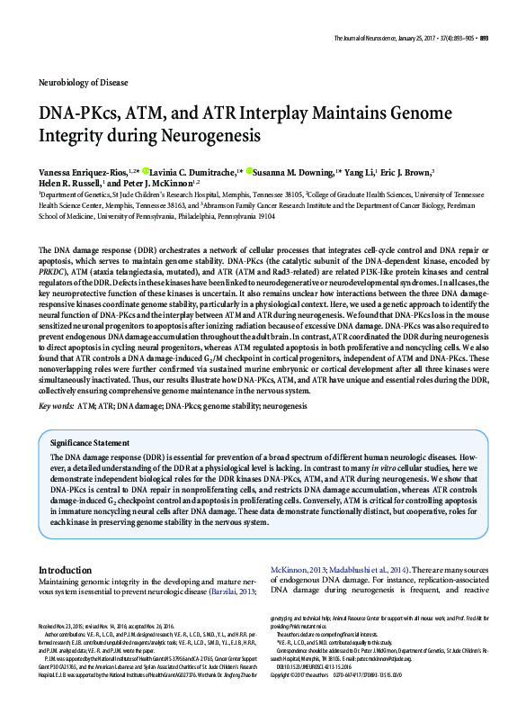 (PDF) DNA-PKcs, ATM and ATR interplay maintains genome integrity during ...