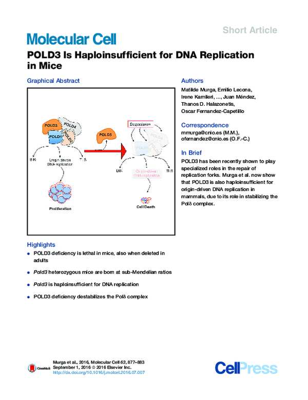 (PDF) POLD3 Is Haploinsufficient for DNA Replication in Mice