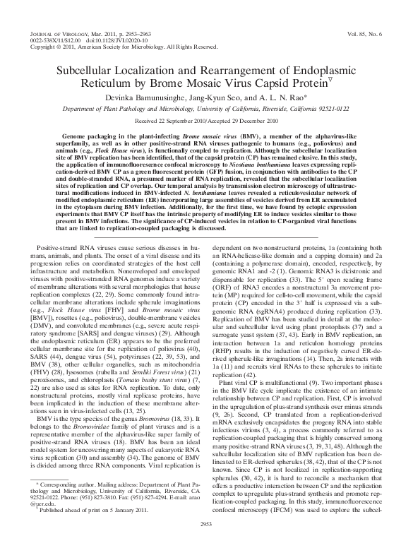 (PDF) Subcellular localization and rearrangement of endoplasmic ...