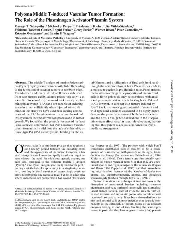 (PDF) Polyoma Middle T-induced Vascular Tumor Formation: The Role of ...