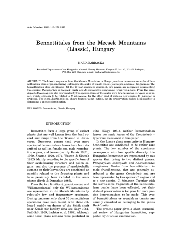 (PDF) Bennettitales from the Mecsek Mountains Liassic, Hungary