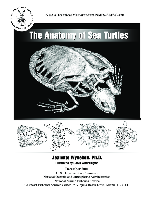 (PDF) The anatomy of sea turtles
