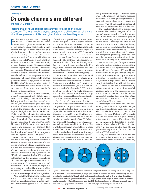 (PDF) Chloride channels are different