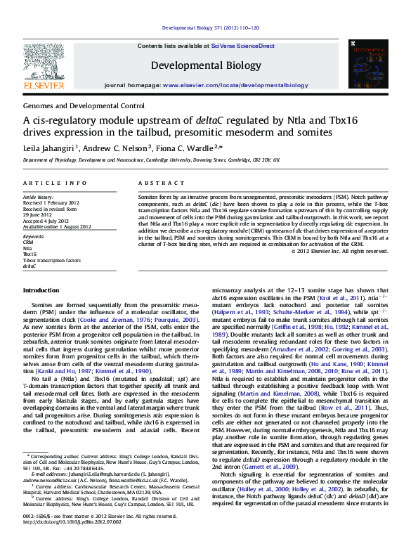 Pdf A Cis Regulatory Module Upstream Of Deltac Regulated By Ntla And