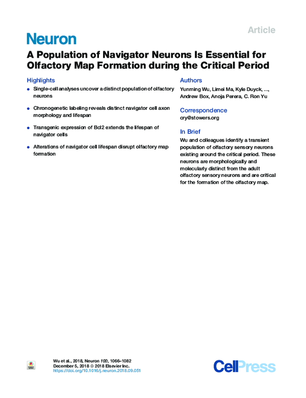 (PDF) A Population of Navigator Neurons Is Essential for Olfactory Map ...