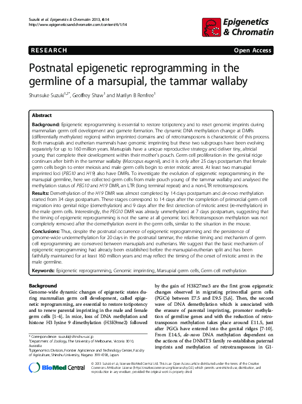 (PDF) Postnatal epigenetic reprogramming in the germline of a marsupial ...