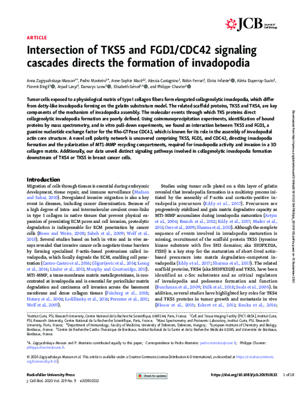 (PDF) Intersection of TKS5 and FGD1/CDC42 signaling cascades directs ...