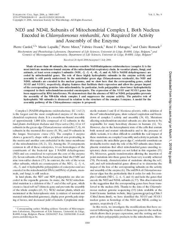 (PDF) ND3 and ND4L Subunits of Mitochondrial Complex I, Both Nucleus ...