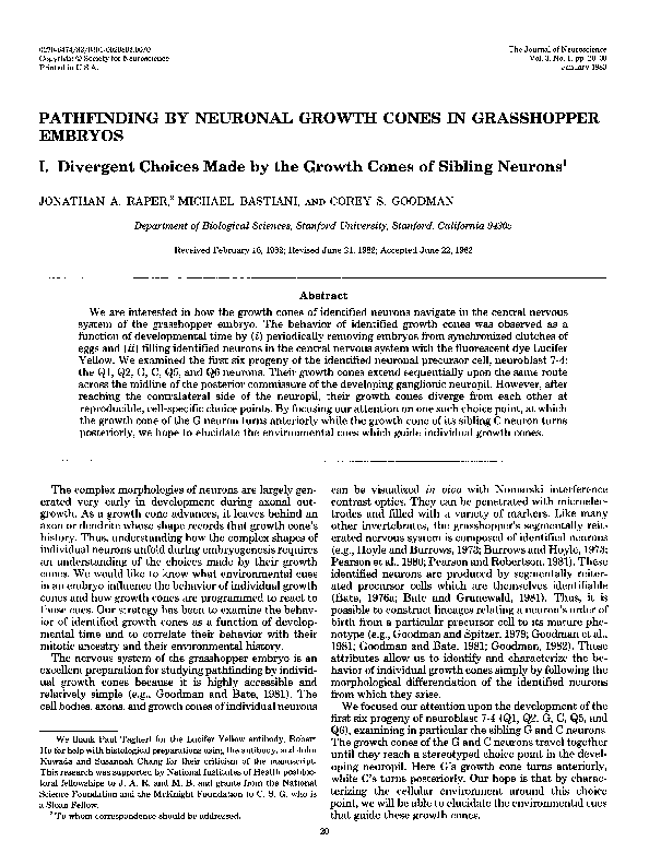 (PDF) Pathfinding by Neuronal Growth Cones In Grasshopper Embryos. II ...